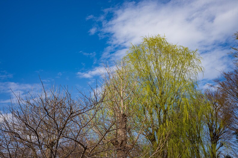 Spring Trees Desktop Wallpaper – Fresh Greenery, Blue Sky (digital ...