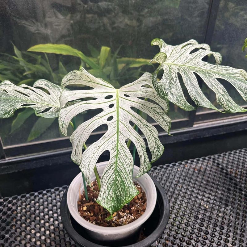 Monstera Devil - Etsy
