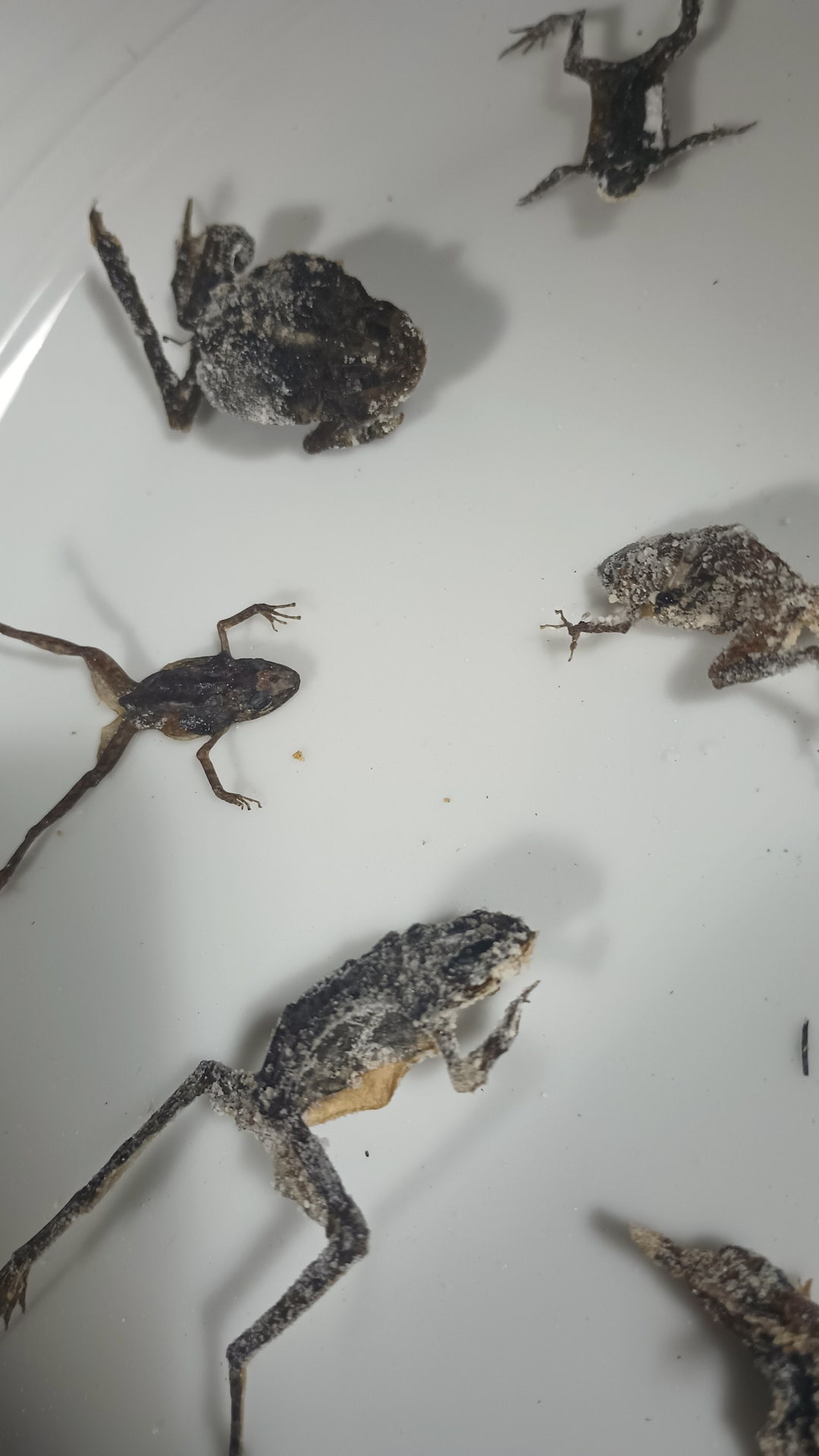 Dried Frogs for Your Witchcraft! - Etsy