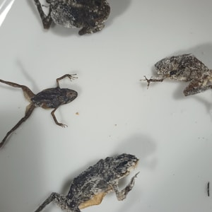 Dried Frogs for Your Witchcraft! - Etsy