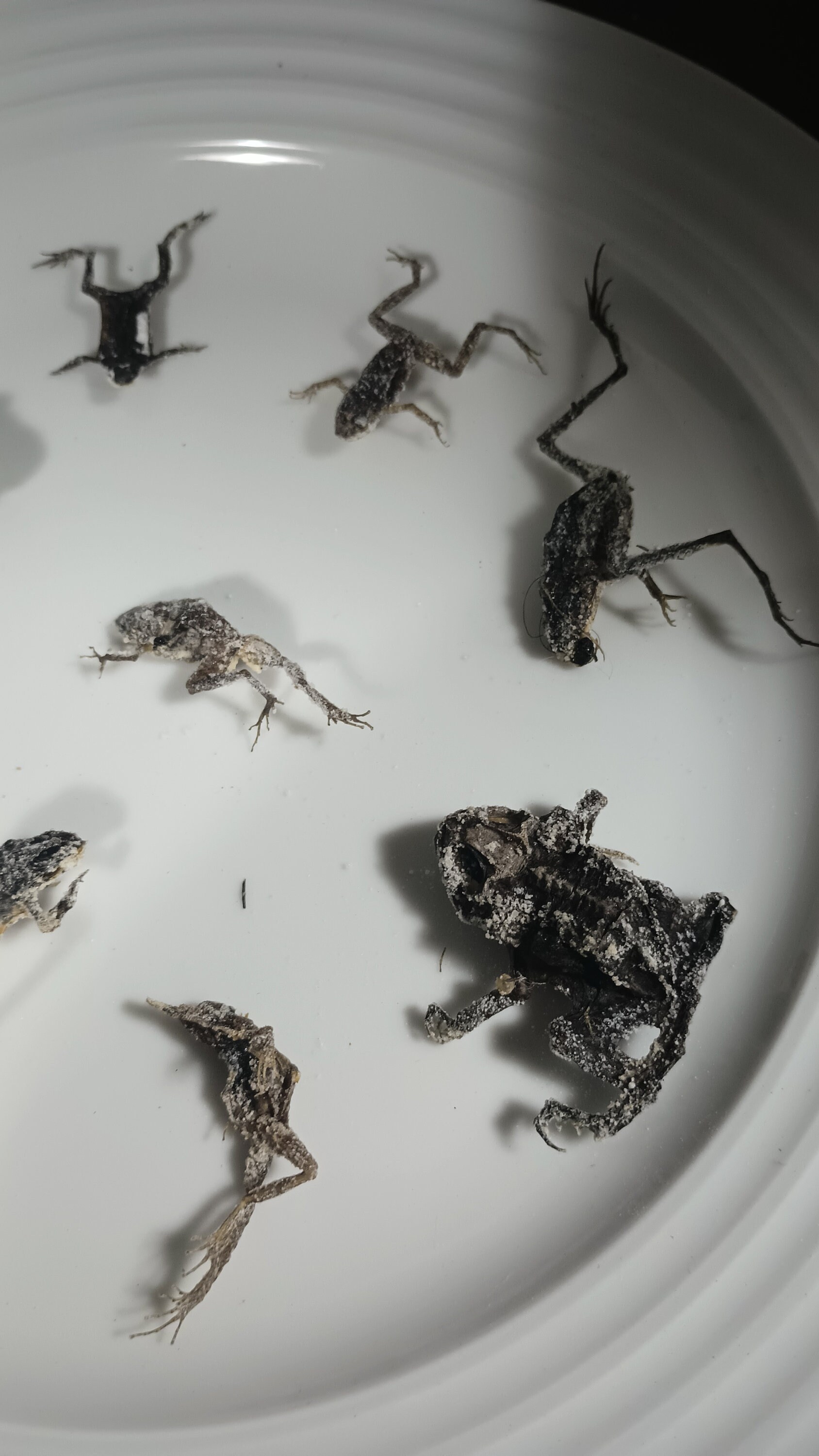 Dried Frogs for Your Witchcraft! - Etsy