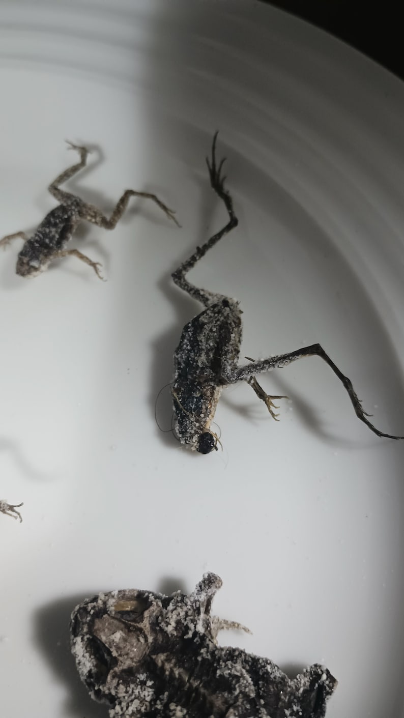 Dried Frogs for Your Witchcraft! - Etsy