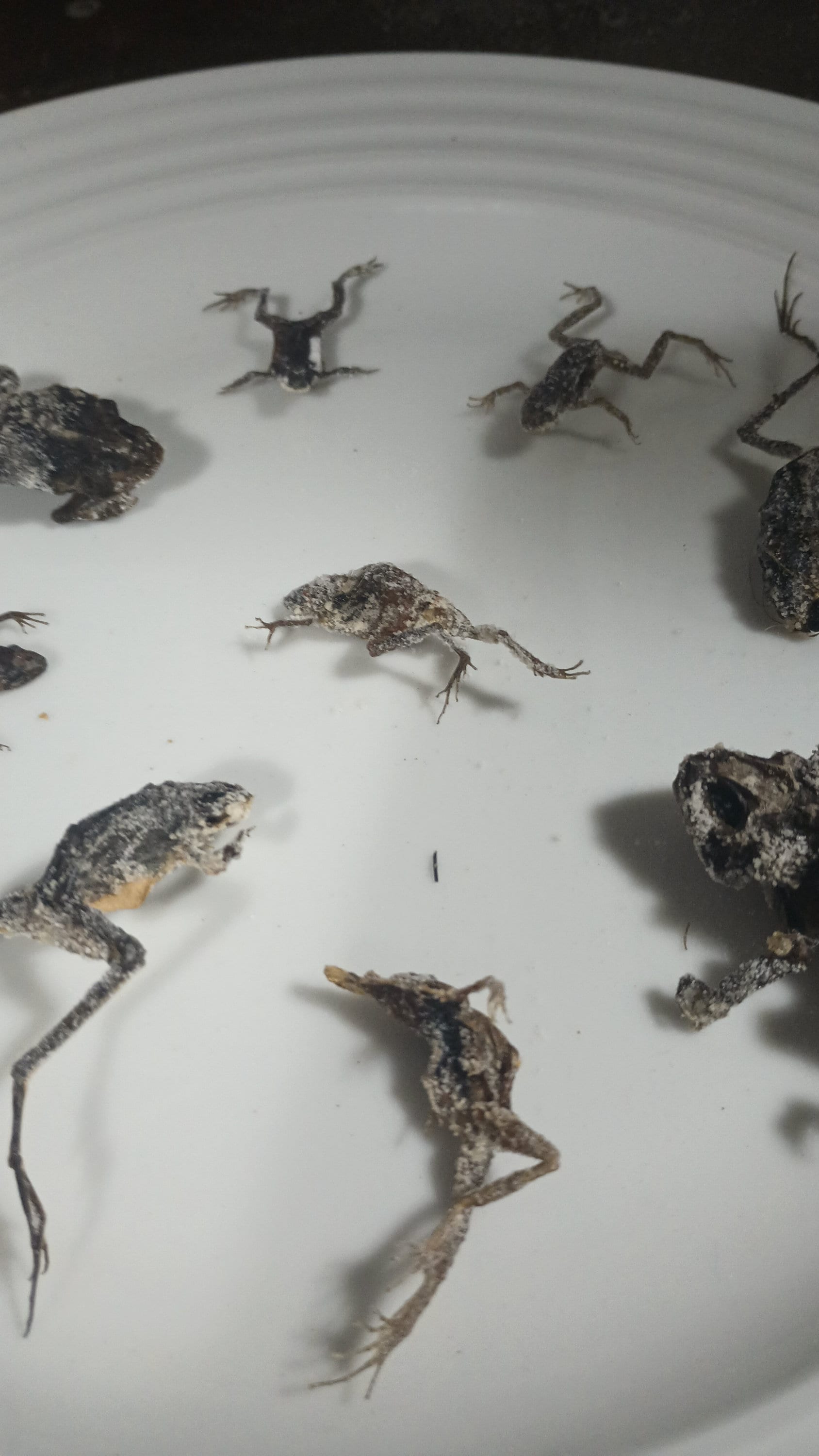 Dried Frogs for Your Witchcraft! - Etsy