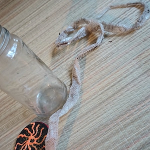 Complete Snake Skin - Etsy