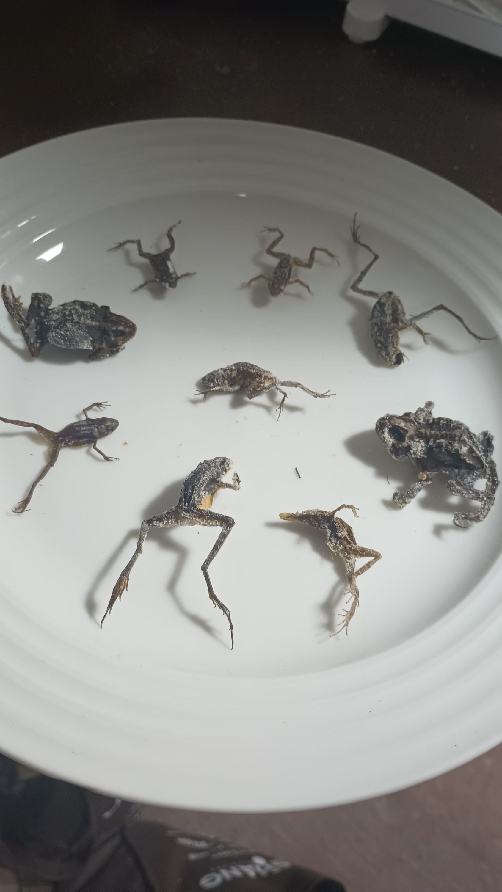Dried Frogs for Your Witchcraft! - Etsy