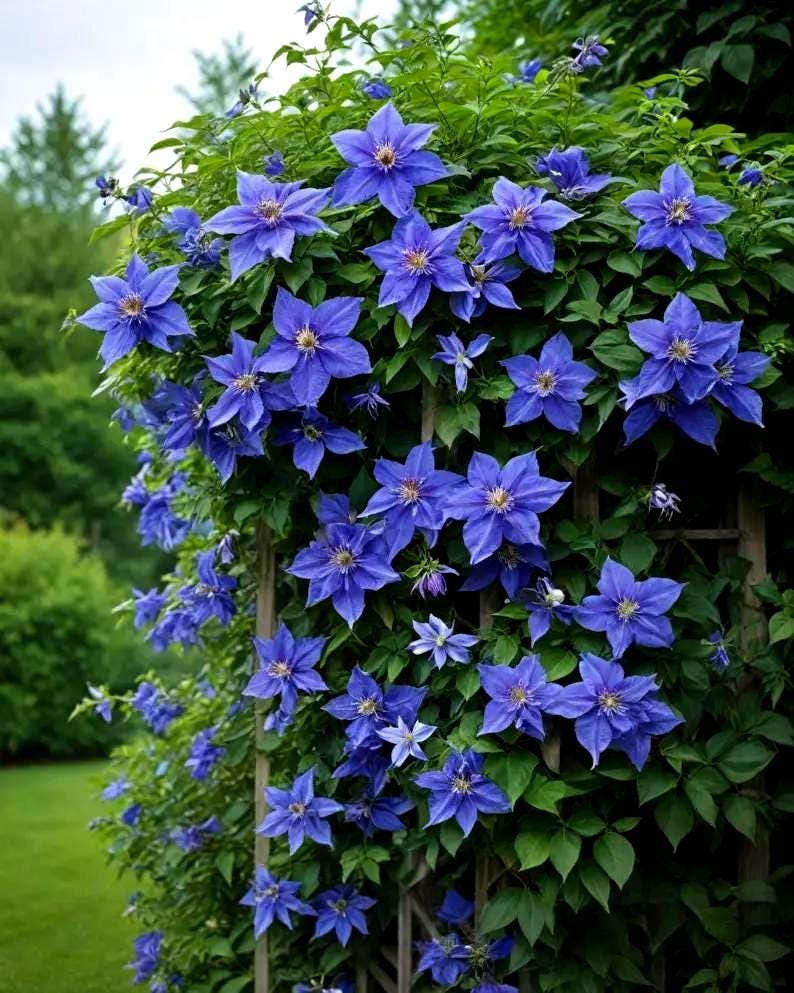 20 Blue Downy Clematis Seeds – Clematis Macropetala Hybrid – Hardy ...