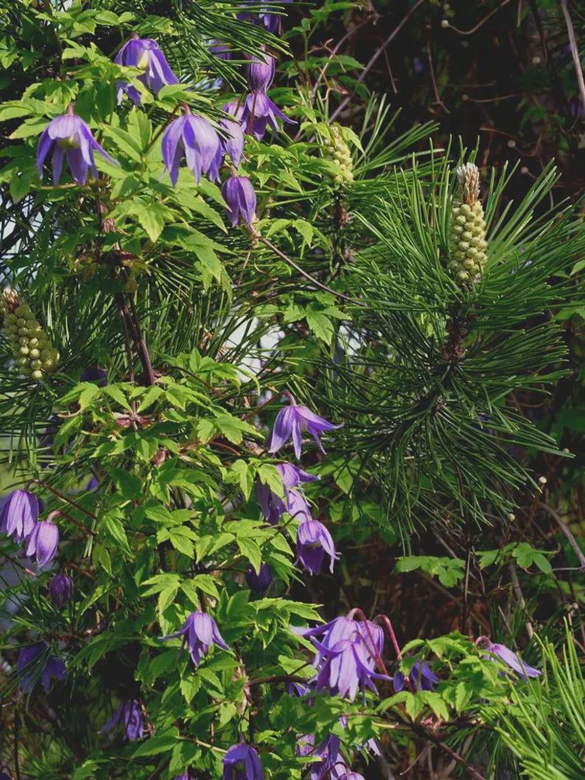 20 Blue Downy Clematis Seeds – Clematis Macropetala Hybrid – Hardy ...