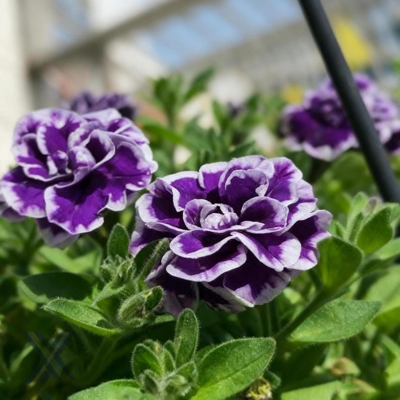 Purple Double Petunia Seeds – Non GMO Annual Garden Flower - Etsy