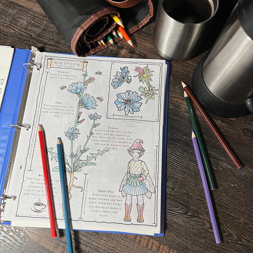 Fairy and Wild Chicory Flower, Coloring Page, Plant Identification for ...