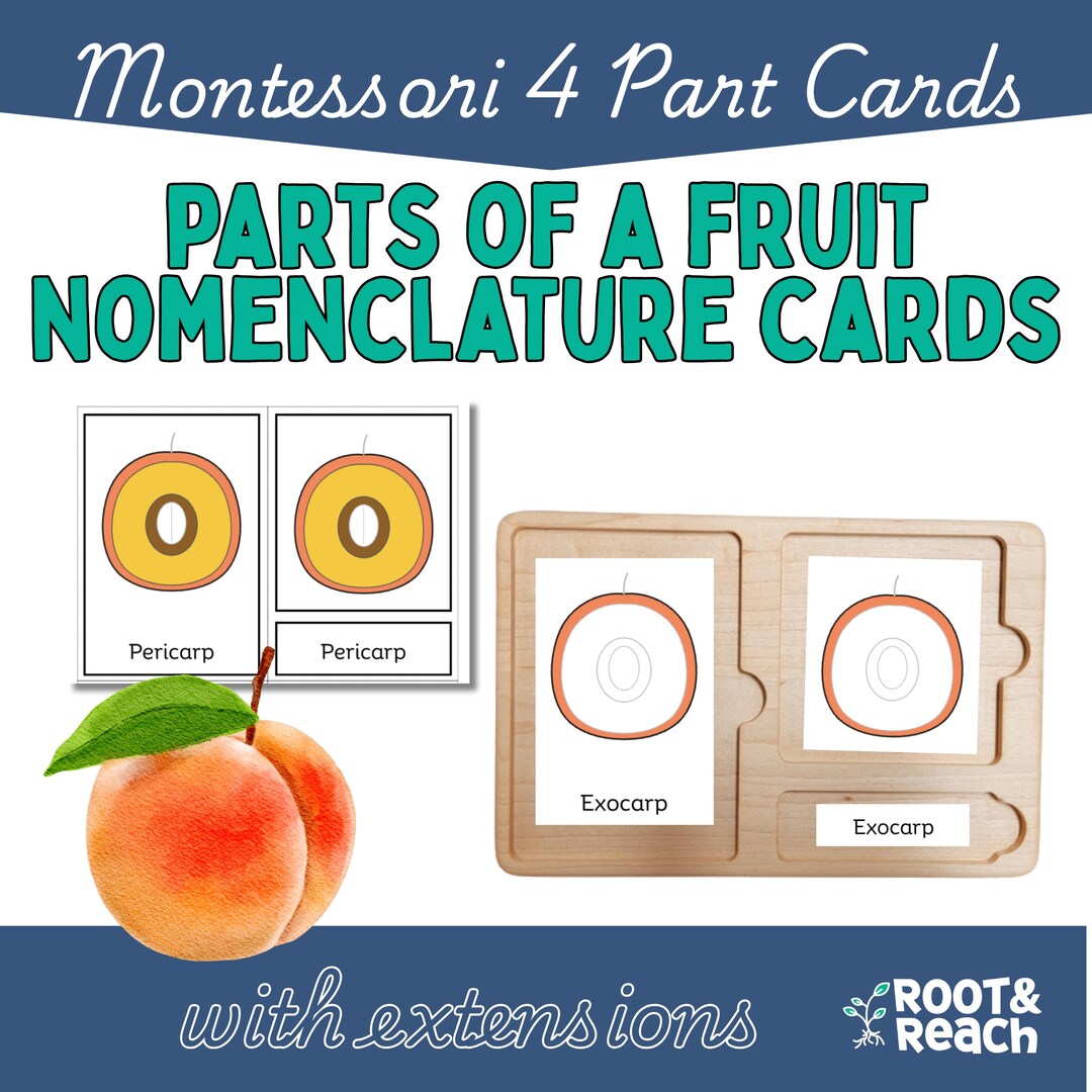 Parts of the Fruit | Montessori Nomenclature Cards & Lesson Plan ...