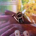 Watering Can Copper Dipped Pewter Lapel Pin CC161C Watering Can, Garden ...