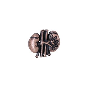 Kidneys Copper Dipped Pewter Lapel Pin - CC391C- Medical Pins for ...