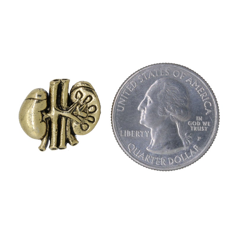 Gold Kidney Lapel Pin- CC391G- Medical Pins for Nephrology Nurses ...