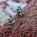 Ant Lapel Pin - CC281- Ants, Bugs, Picnic, Colony Pins - Etsy