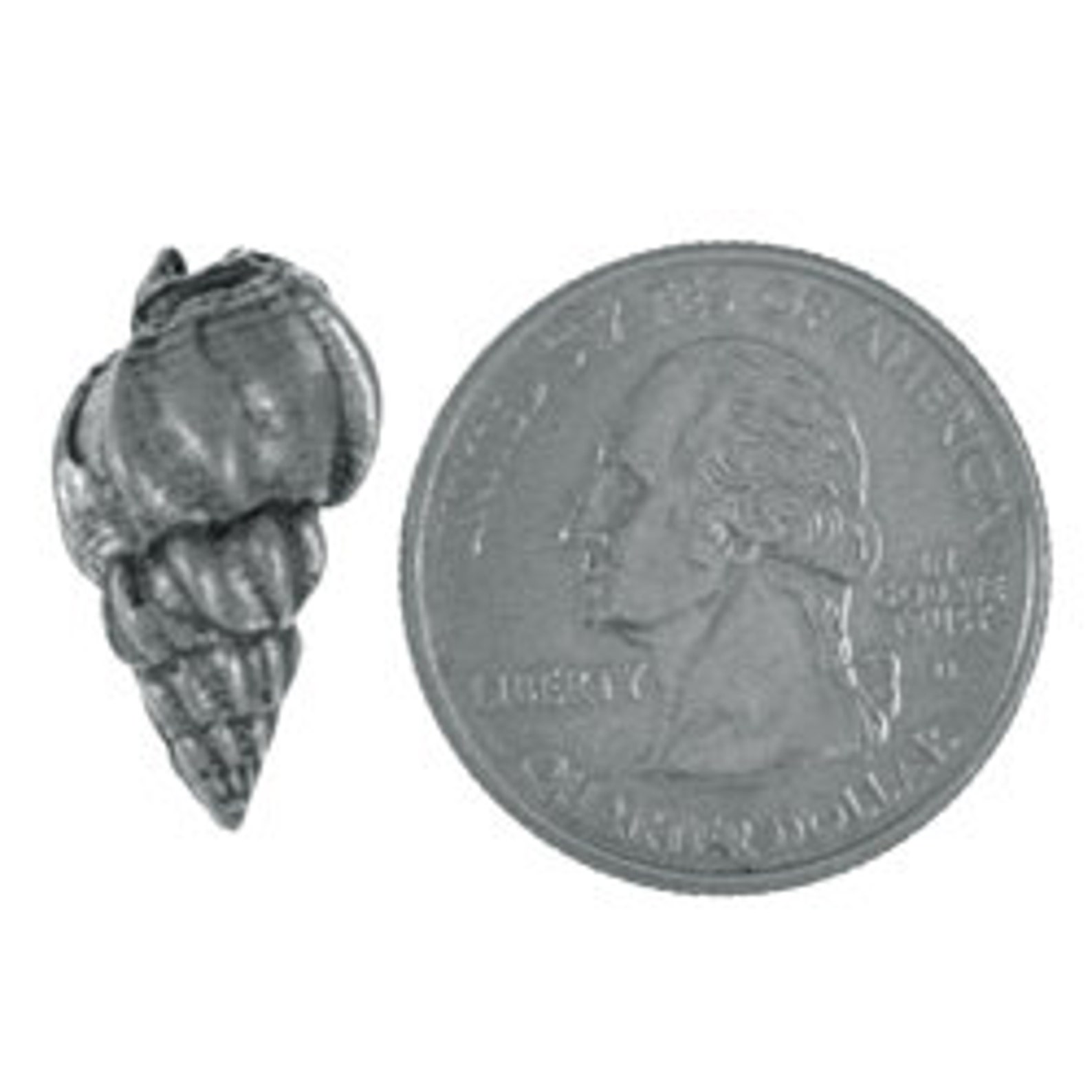 Seashell Lapel Pin CC344 Sea Ocean Beach Shells - Etsy