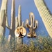 Gold Cactus Lapel Pin-cc488g- Arizona, Desert, and Cactus Pins - Etsy