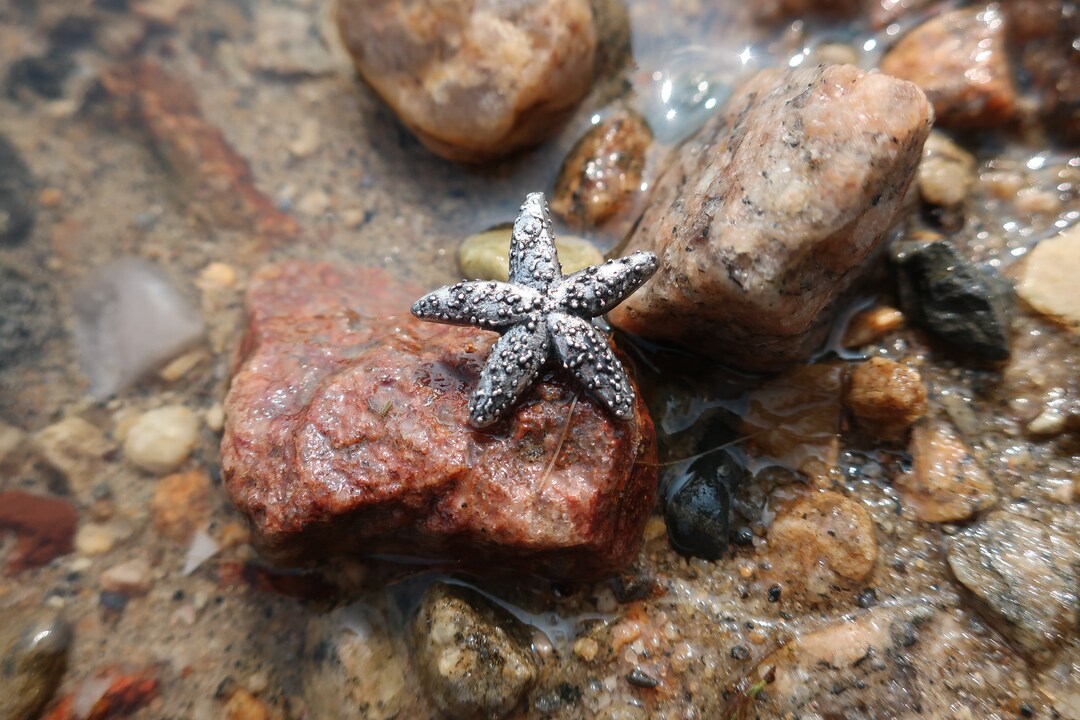 Starfish Lapel Pin - CC415- Beach, Ocean, Seaside, Nautical, and ...