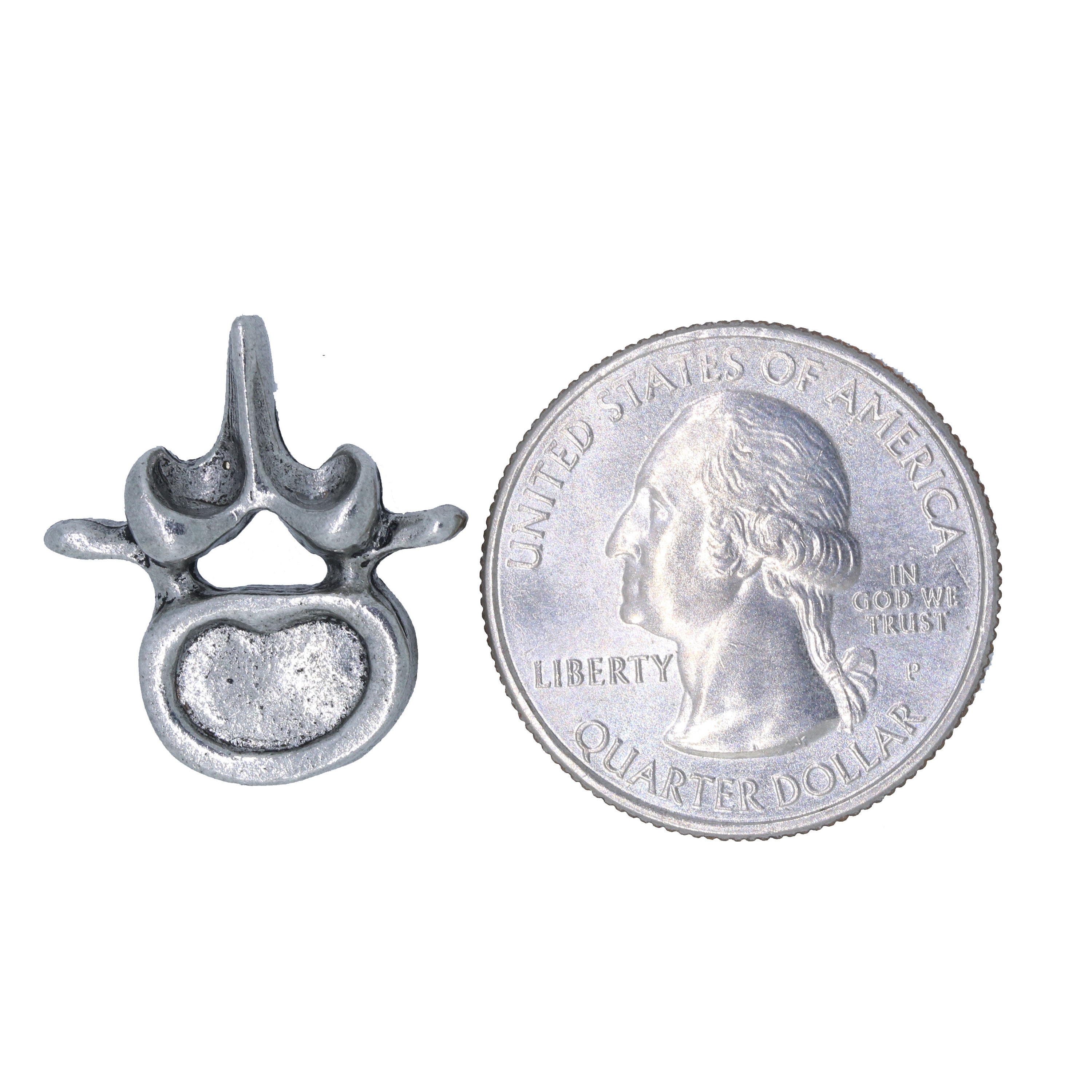 Vertebra Pewter Lapel Pin- CC594- Chiropractor and Anatomy Pins- Spine ...