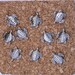 Sea Life Push Pins (15 Pc Set) | Decorative Gold Starfish Seashell ...