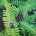 Fern Lapel Pin CC496 Plant and Garden Gifts Pins for - Etsy