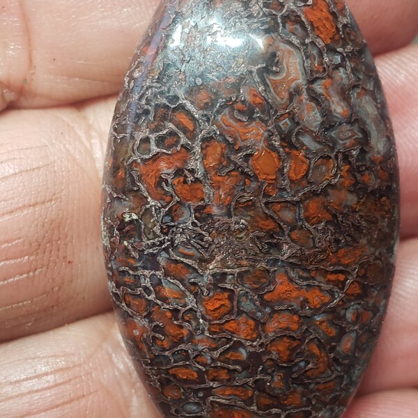 Petrified Bone - Etsy