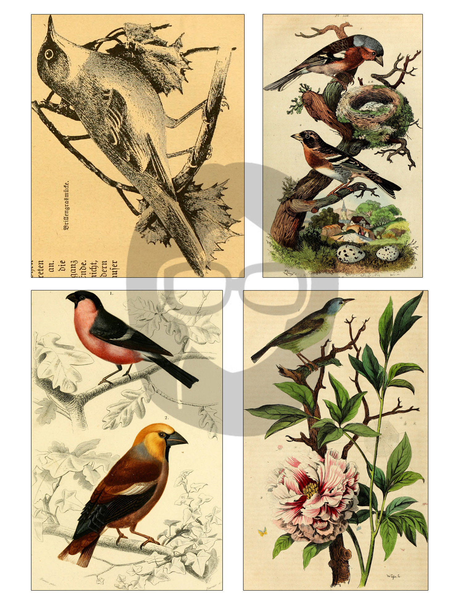 Vintage Bird Printable Ephemera Pack - Set # 51 - 30 Pg Instant ...