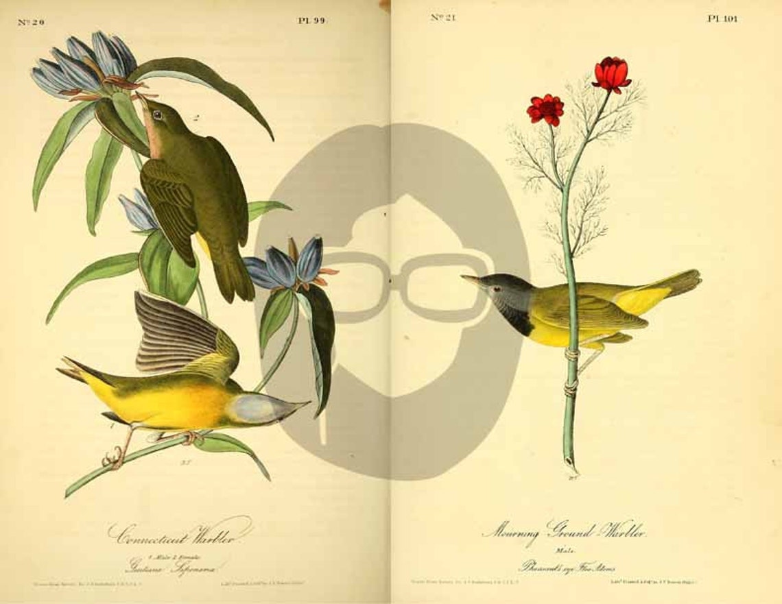 Vintage Bird Printable Ephemera Pack - Set # 70 - 30 Pg Instant ...