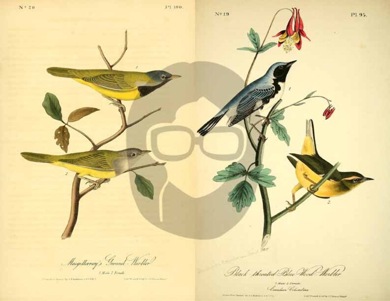 Vintage Bird Printable Ephemera Pack Set 70 30 Pg - Etsy