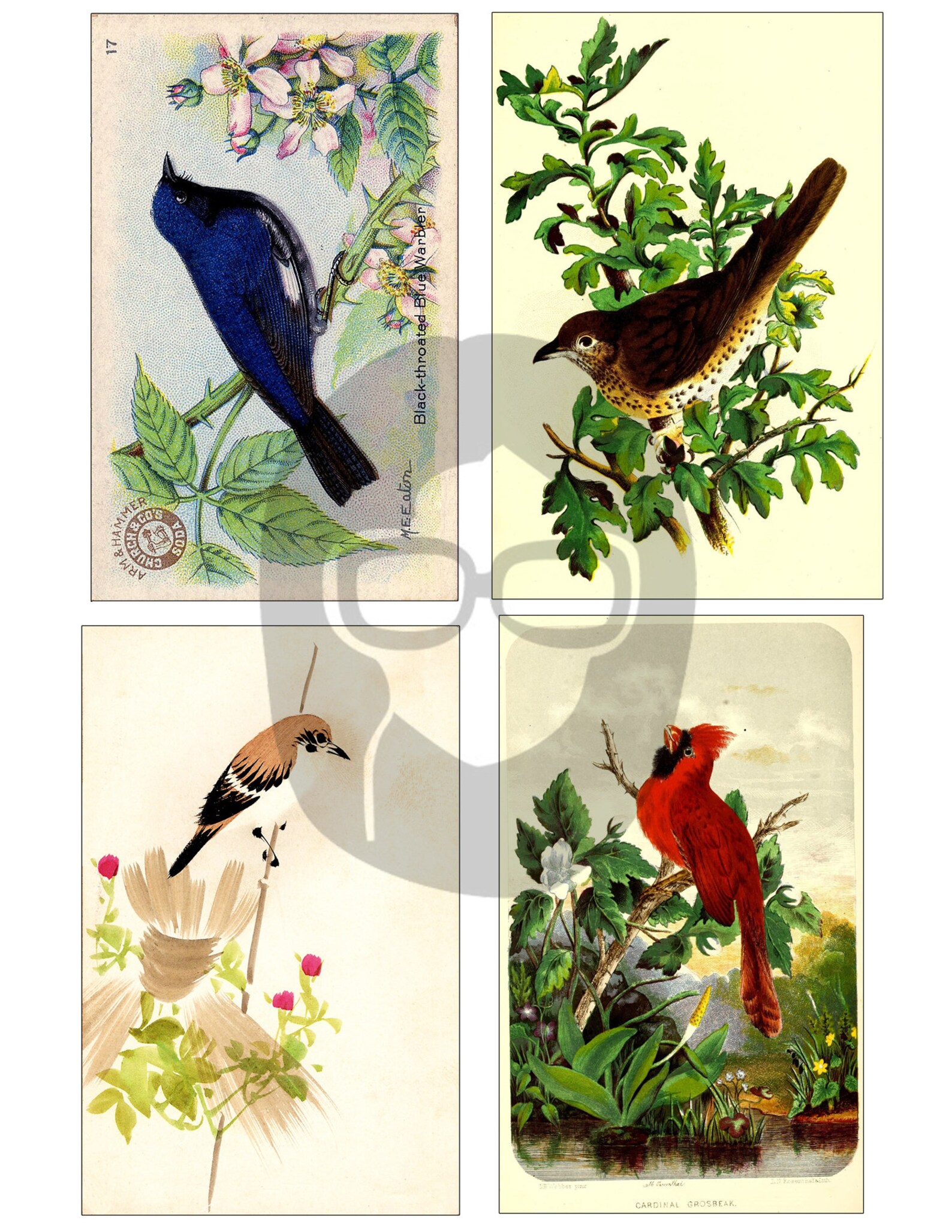 Vintage Bird Printable Ephemera Pack Set 51 30 Pg - Etsy