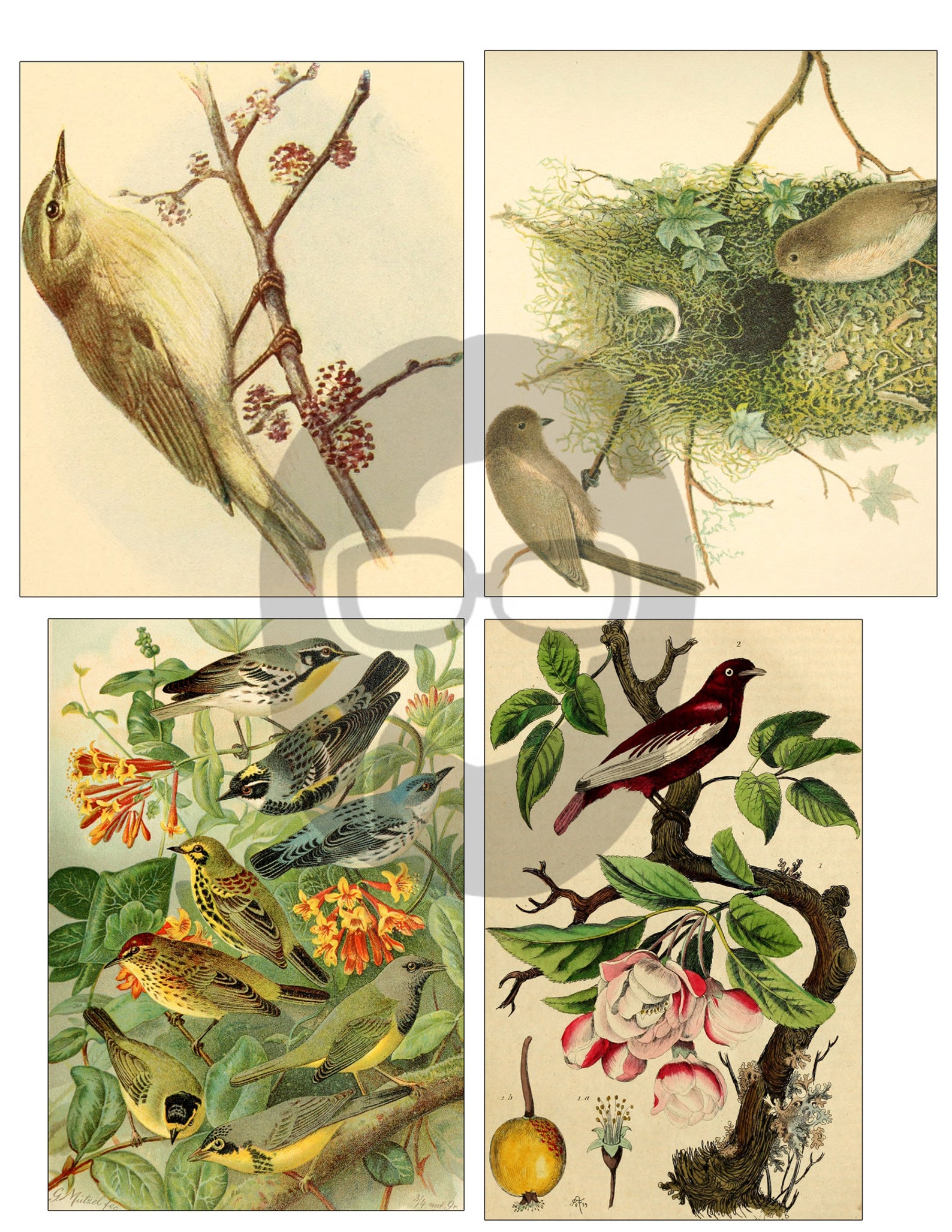 Vintage Bird Printable Ephemera Pack Set 51 30 Pg - Etsy