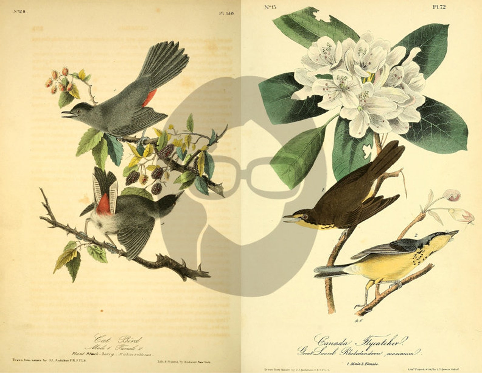 Vintage Bird Printable Ephemera Pack - Set # 70 - 30 Pg Instant ...