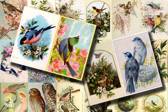 Vintage Bird Printable Ephemera Pack Set 71 30 Pg | Etsy