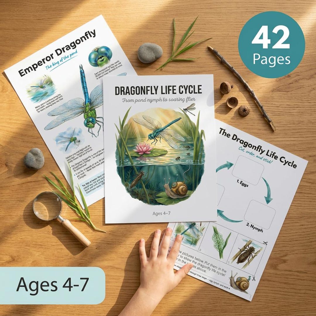 Dragonfly Life Cycle Worksheets | Nymph to Dragonfly | Ages 4-7 | Pond ...
