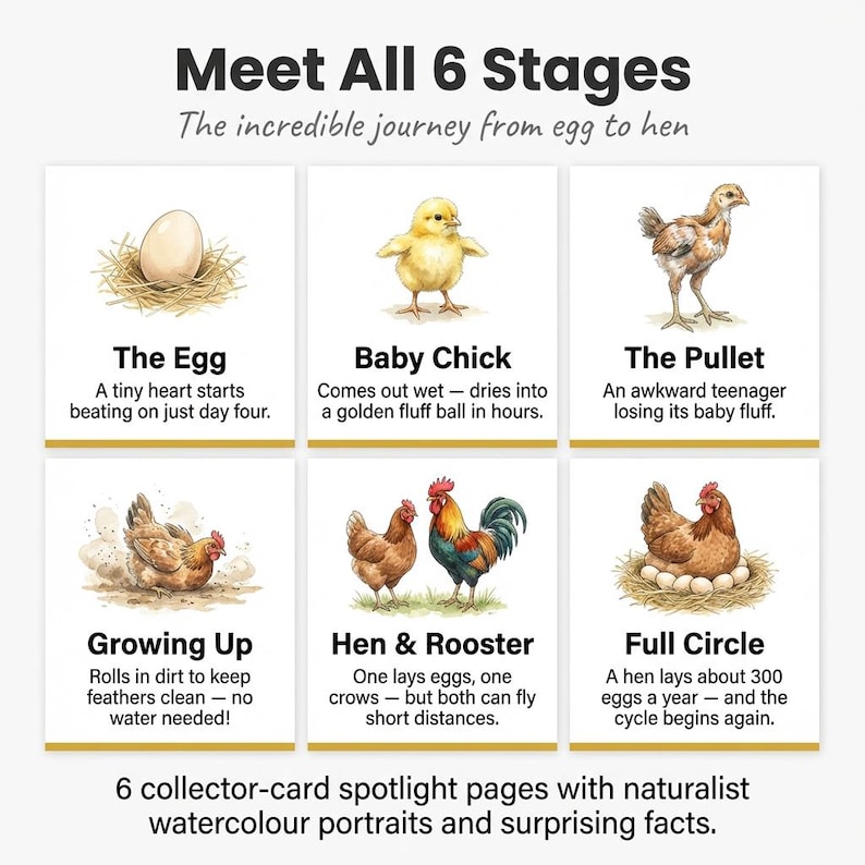 Chicken Life Cycle Worksheets | Egg to Chick Hatching | Ages 4-7 | Farm ...