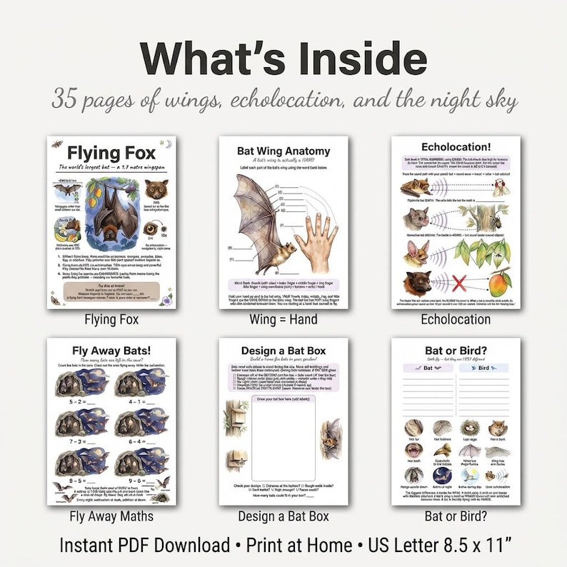 All About Bats Printable Worksheets | Nocturnal Animals, Echolocation ...