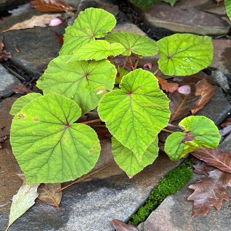 100 Pcs SEEDS Begonia Grandis Evansiana (pink Flower) - Etsy