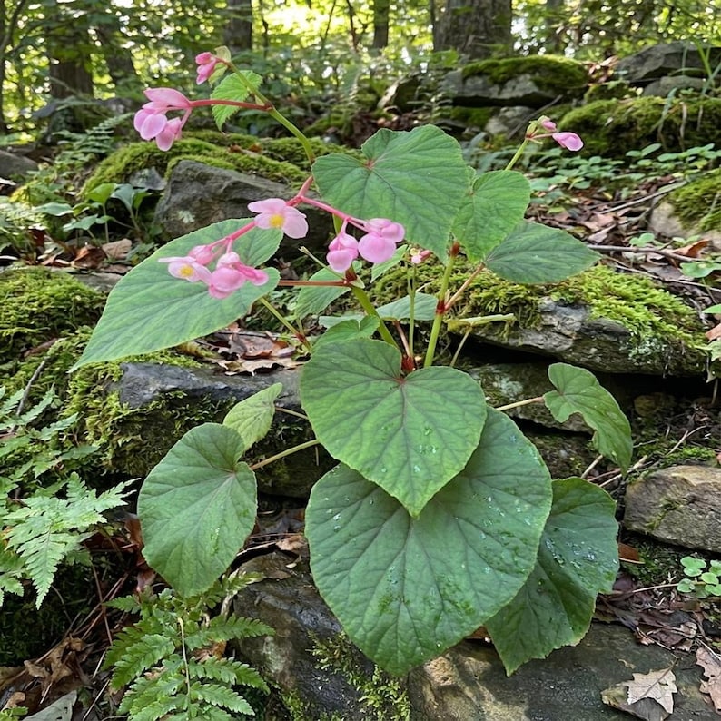 100 Pcs SEEDS Begonia Grandis Evansiana (pink Flower) - Etsy
