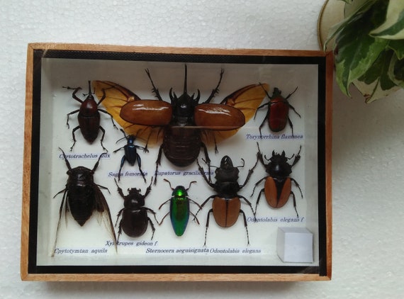 Real Rare Bug Insects Box Display Taxidermy Cicada Odontolabis | Etsy