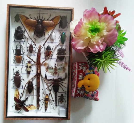 3D Real Rare Big Set Stick Bug Bugs Insect Insects Framed Box | Etsy