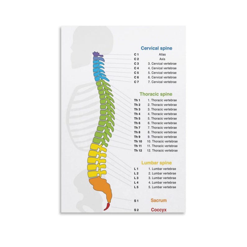 Spine and Intervertebral Disc Diagram Canvas Wall Art Poster Print - Etsy