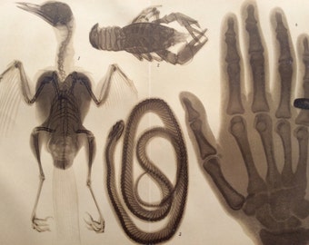 Vintage 1920s VENOMOUS SNAKES Chromolithograph Bookplate COBRA | Etsy