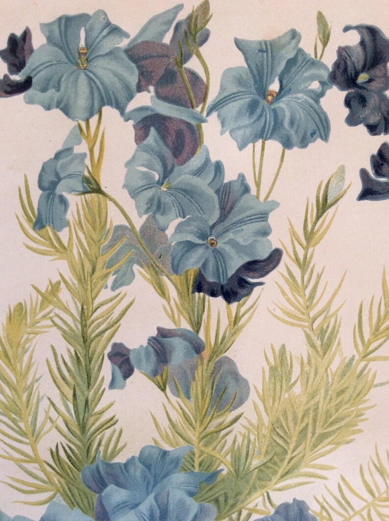 RARE Antique Print Botanical 1880s Lithograph Flower Floral 1884 ...