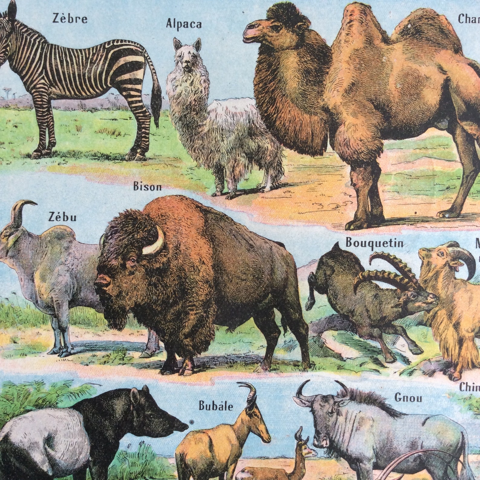 Vintage French 1920s MAMMALS Animals Bookplate Print Illustration ...