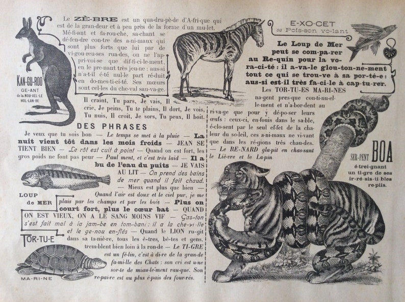 Antique 1890 ANIMAL ALPHABET Bat Tiger Two Sided Lithograph Giraffe ...