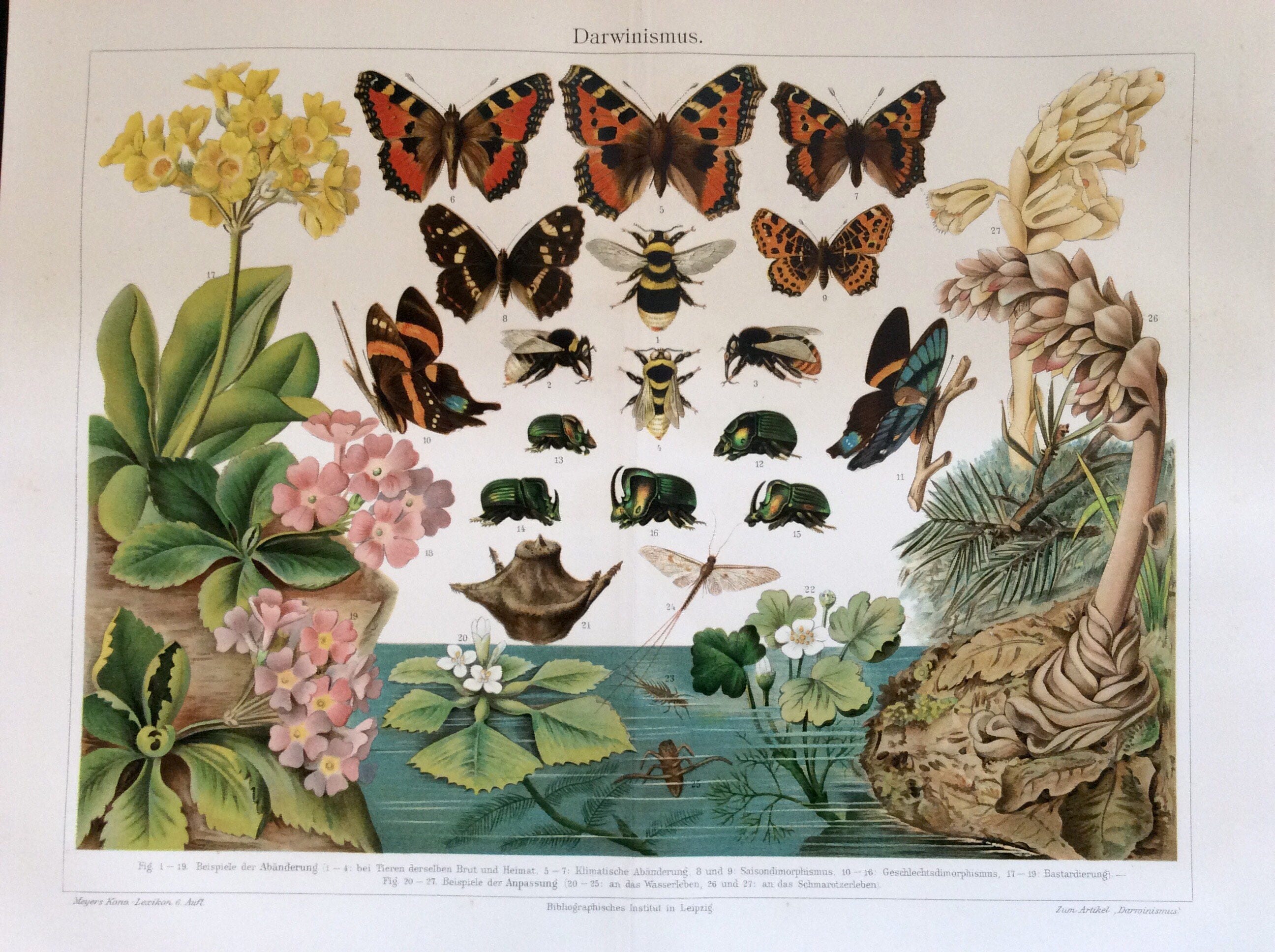 Antique Print 1890s German Print Victorian Colour - Etsy