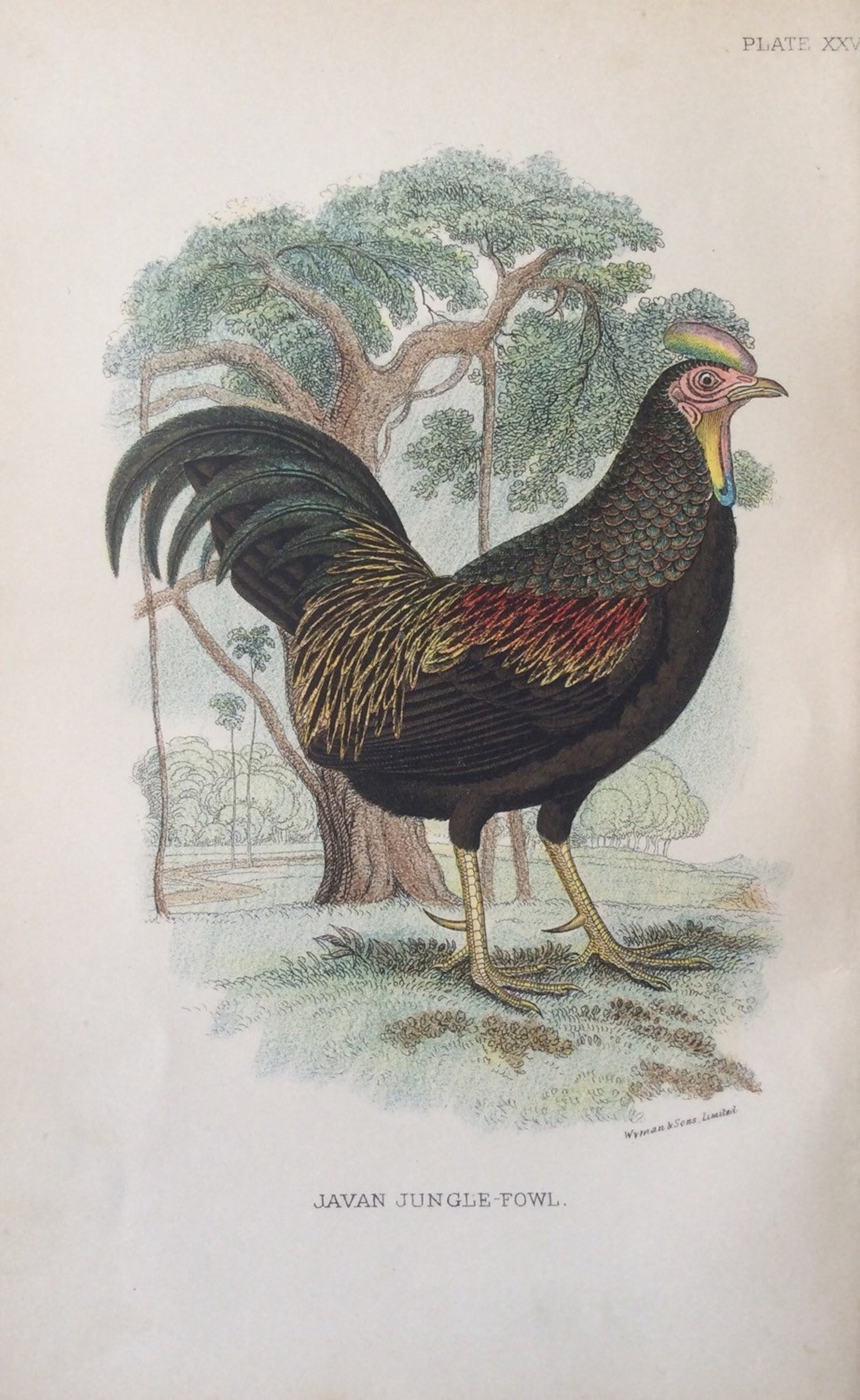 Original Antique Print GAMEBIRD 1897 Victorian ROOSTER Bookplate Bird ...