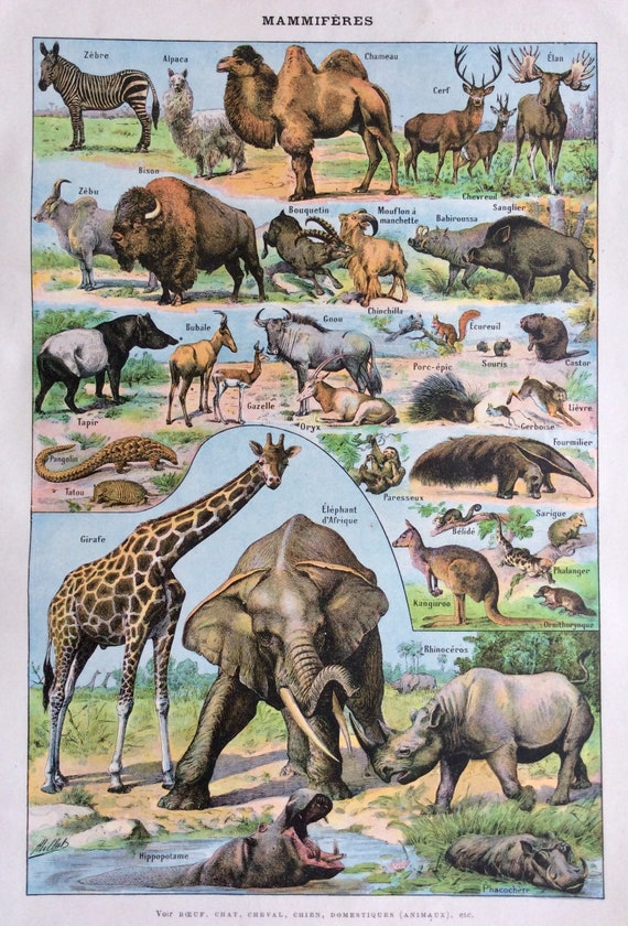 Vintage French 1920s MAMMALS Animals Bookplate Print | Etsy