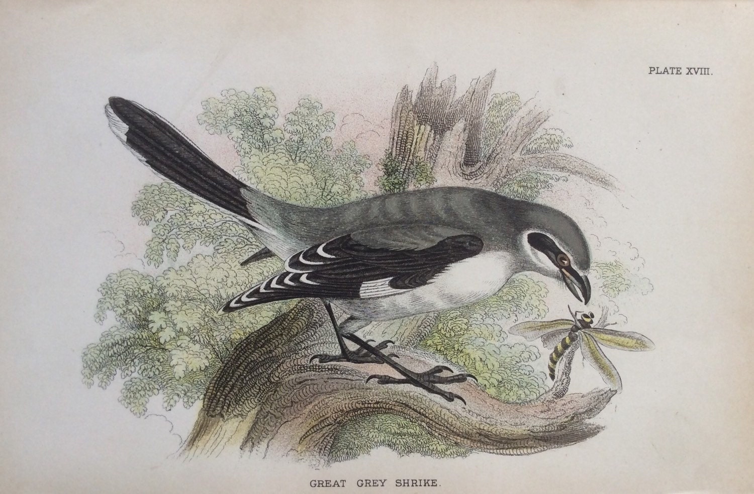 Original Antique Print 1897 Victorian Bookplate BIRD Avian ...