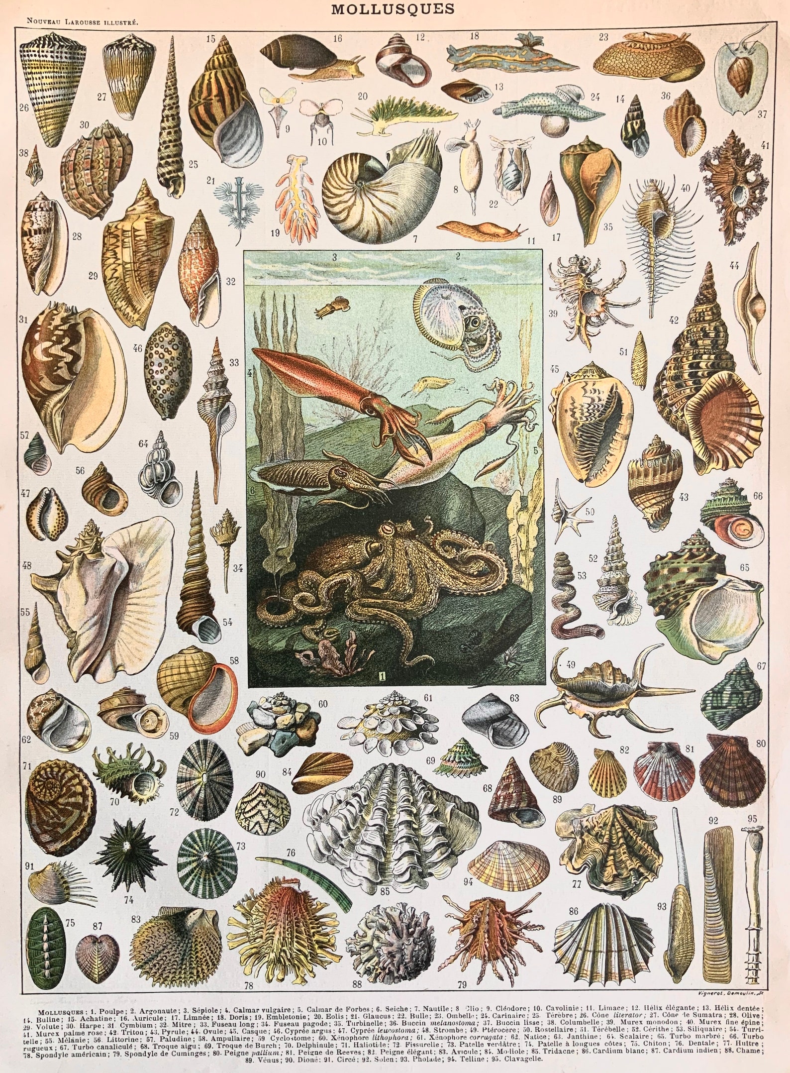 1920s MOLLUSCS Oceanographic Bookplate Vintage Print Sea Life | Etsy