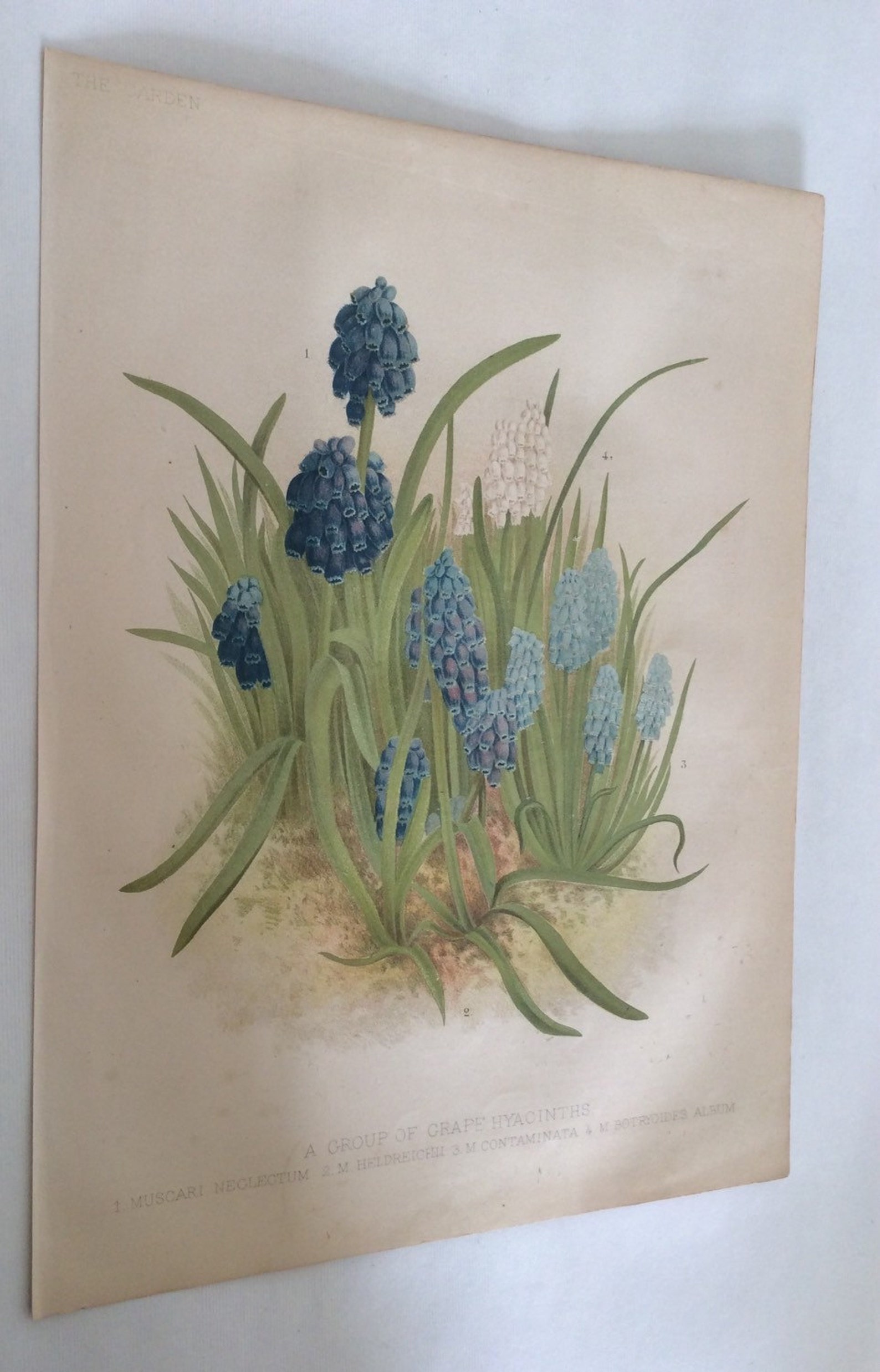 RARE Antique Print Botanical 1880s Lithograph Flower Floral HYACINTH ...